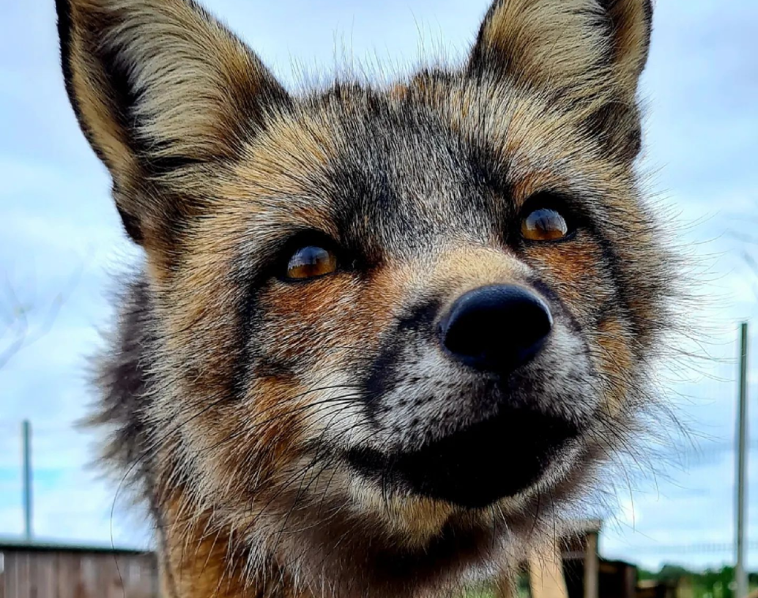 UK Government: Regulate the Keeping and Breeding of both Native and Non ...