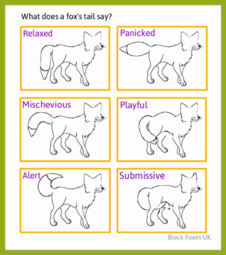 Silver Fox Behaviour