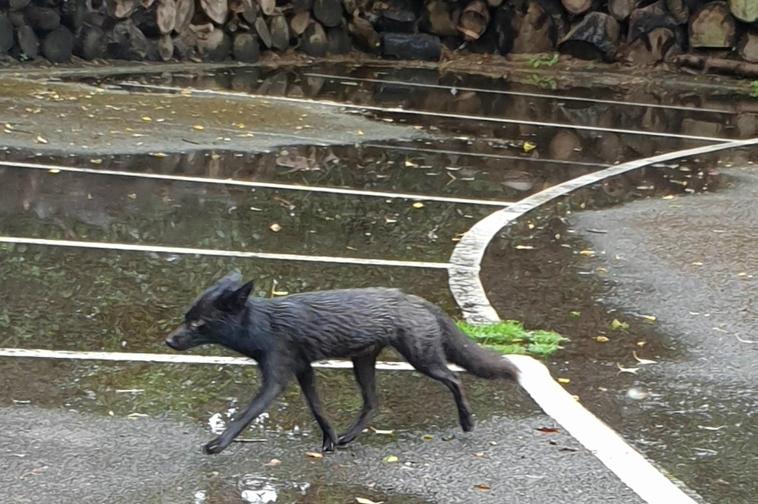 Black Fox Information